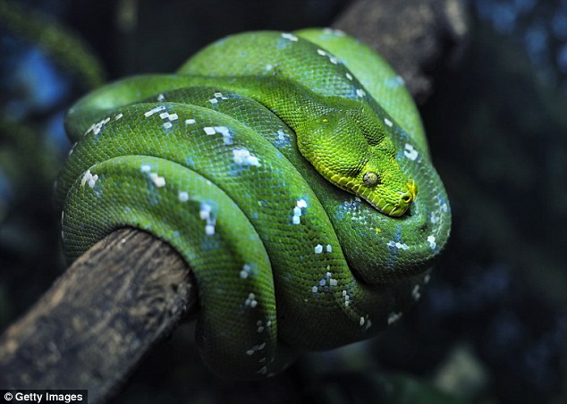 Unusual Silver Boa Snake Discovered in The Bahamas