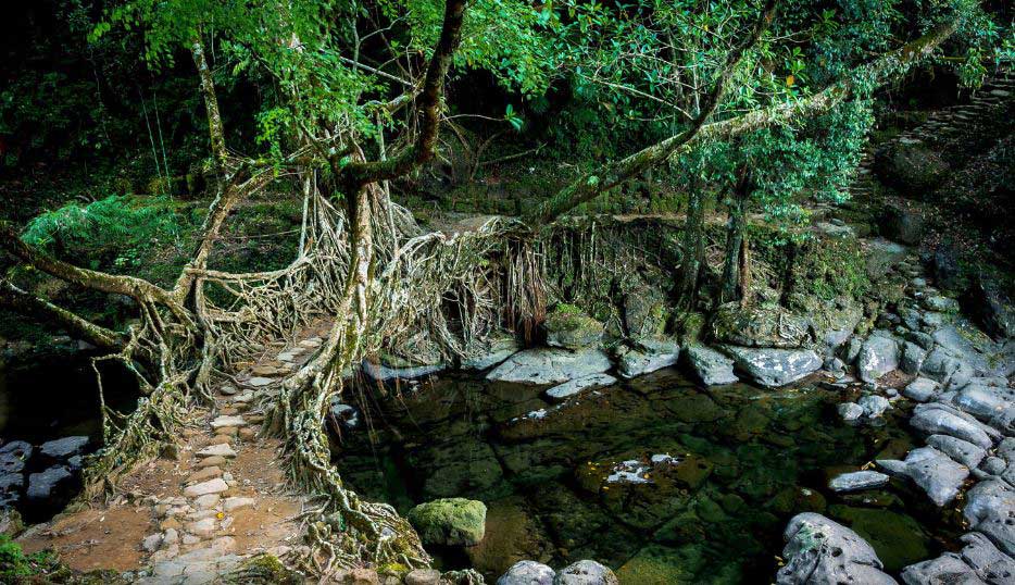 These Root Bridges In Northern India Aren’t Built – They’re Grown