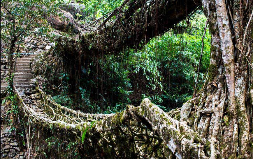 These Root Bridges In Northern India Aren’t Built – They’re Grown