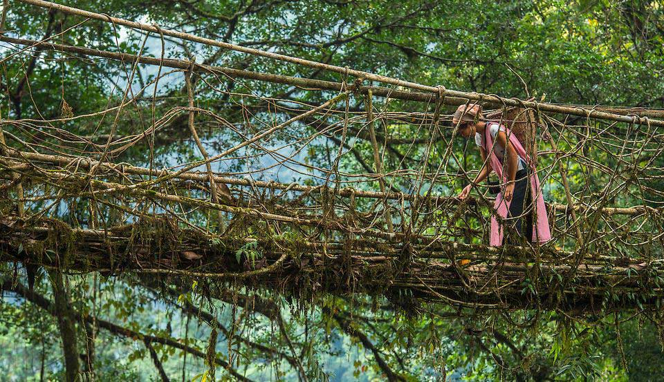 These Root Bridges In Northern India Aren’t Built – They’re Grown