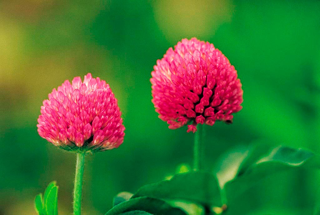 44 Herbs and the remedies they are known to possess