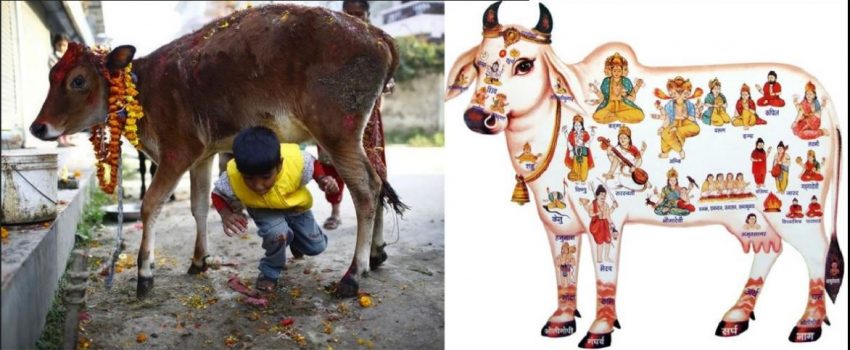 Why Is The Cow Sacred To Hindus? - 4 Logical Reasons