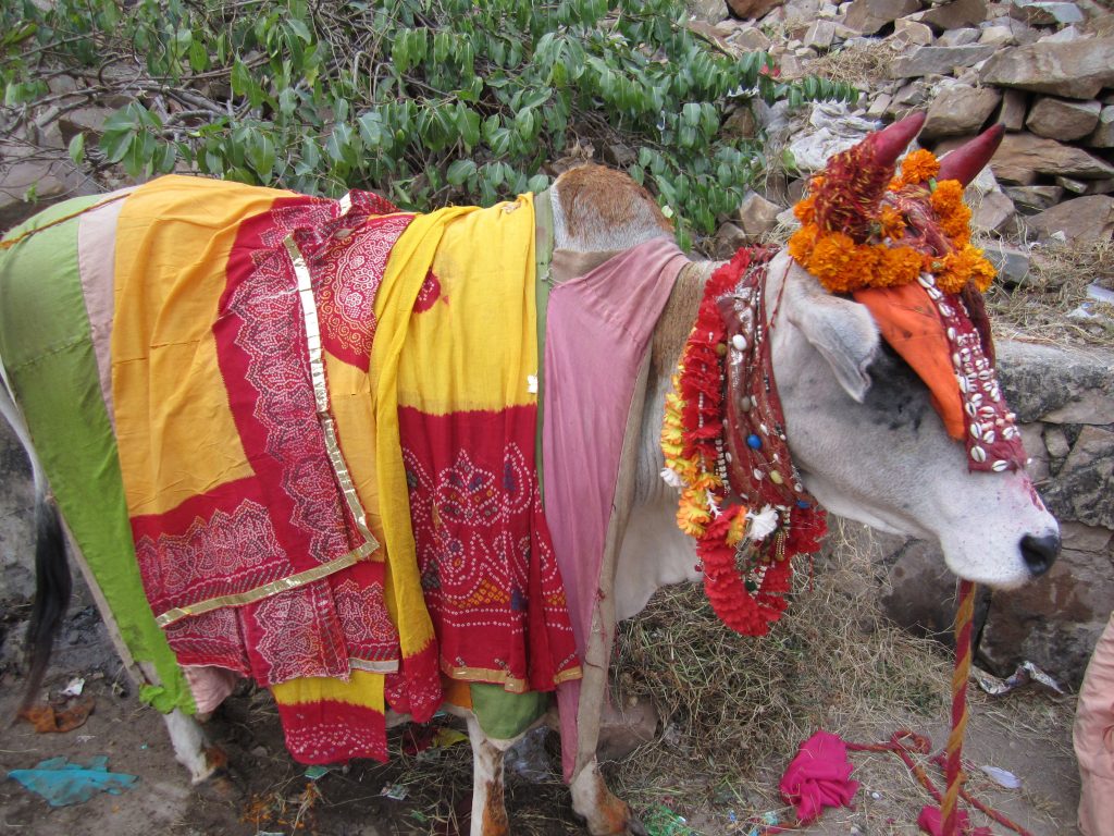 Why Is The Cow Sacred To Hindus? - 4 Logical Reasons